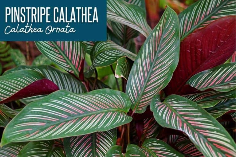 11 Gorgeous Calathea Varieties (with pictures) - Growfully