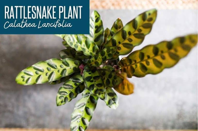 11 Gorgeous Calathea Varieties (with pictures) - Growfully
