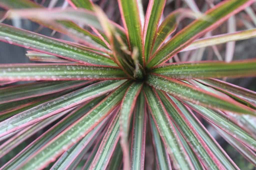 18 Red and Green Leaf Plant Suggestions For Holiday Spirit - Growfully