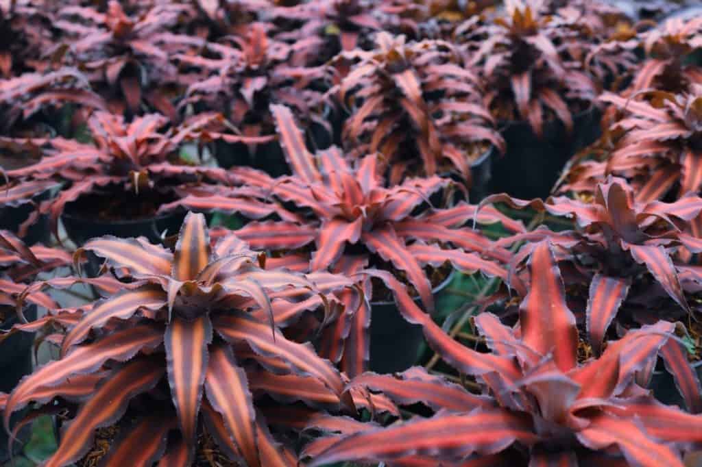 18 Red and Green Leaf Plant Suggestions For Holiday Spirit - Growfully