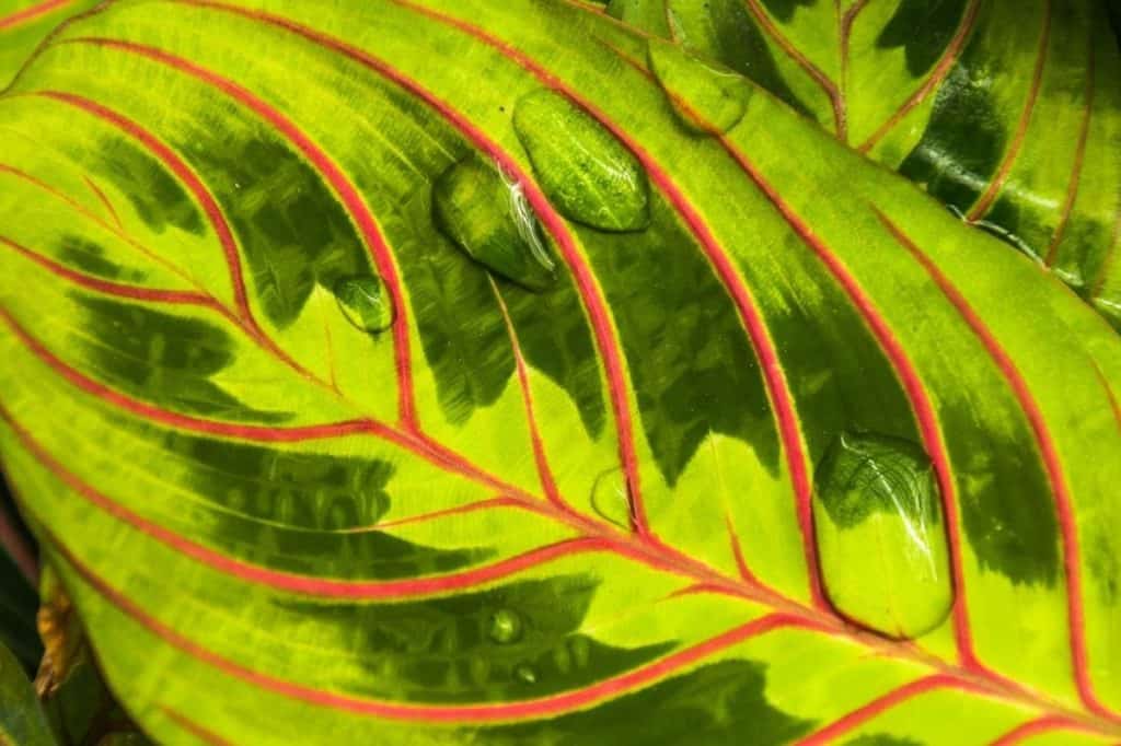18 Red and Green Leaf Plant Suggestions For Holiday Spirit - Growfully