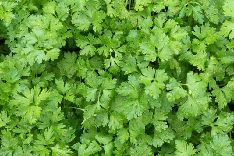How to Harvest Parsley So It Keeps Growing - Growfully