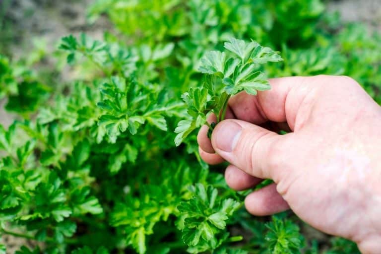 How to Harvest Parsley So It Keeps Growing - Growfully