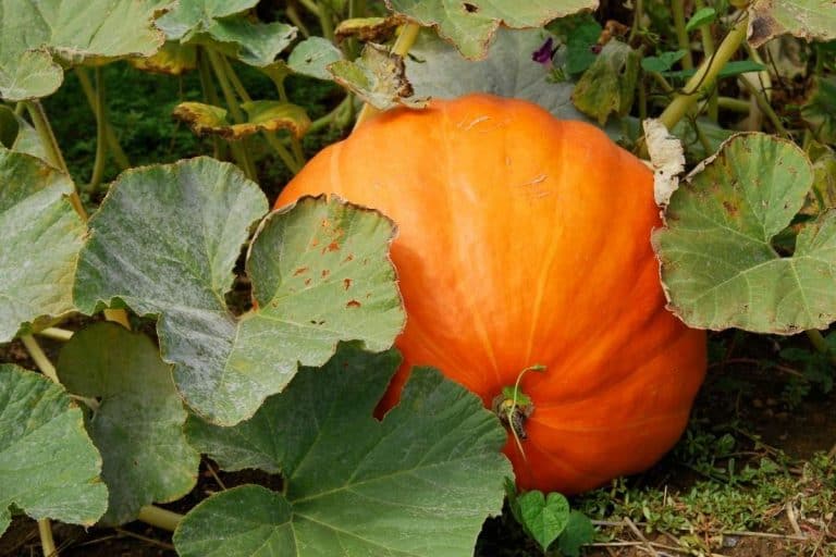 How to Grow Pumpkins: The Ultimate Guide to Plant Fruits - Growfully