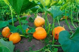 How to Grow Pumpkins: The Ultimate Guide to Plant Fruits - Growfully