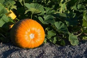 How to Grow Pumpkins: The Ultimate Guide to Plant Fruits - Growfully
