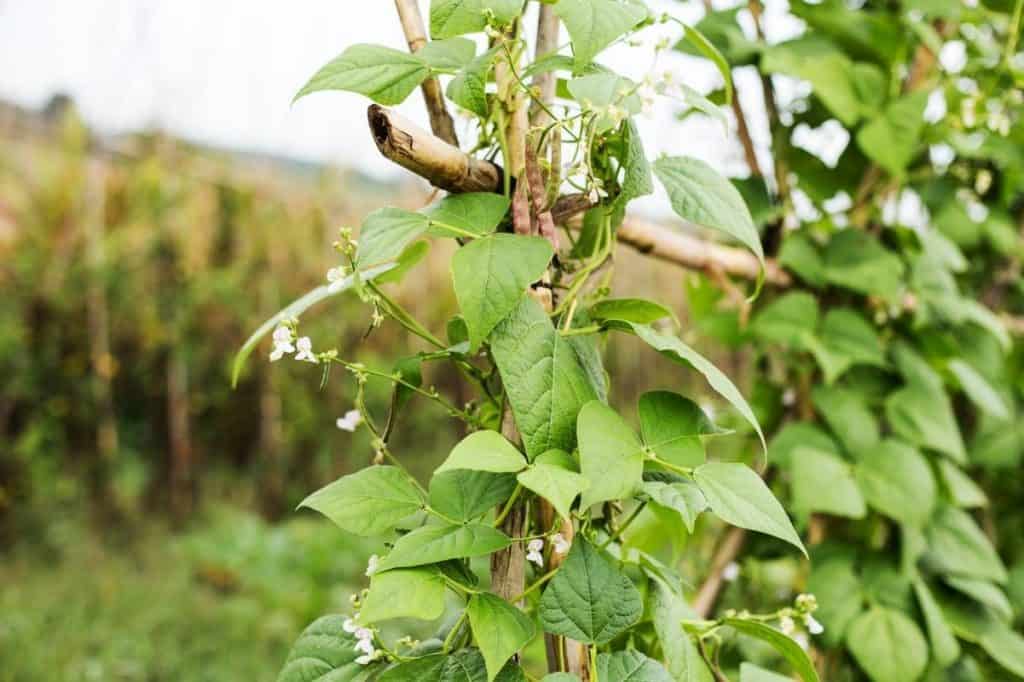 Bush Beans vs Pole Beans: Which One Should I Grow? - Growfully