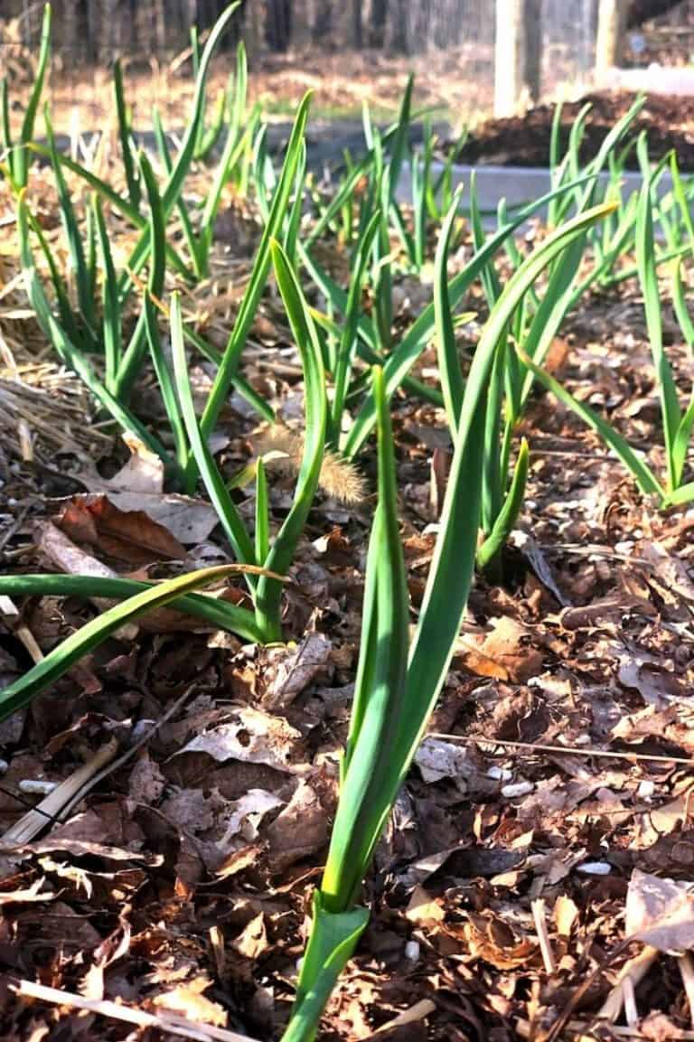 9 Types of Mulch for A Low-Maintenance Organic Garden - Growfully