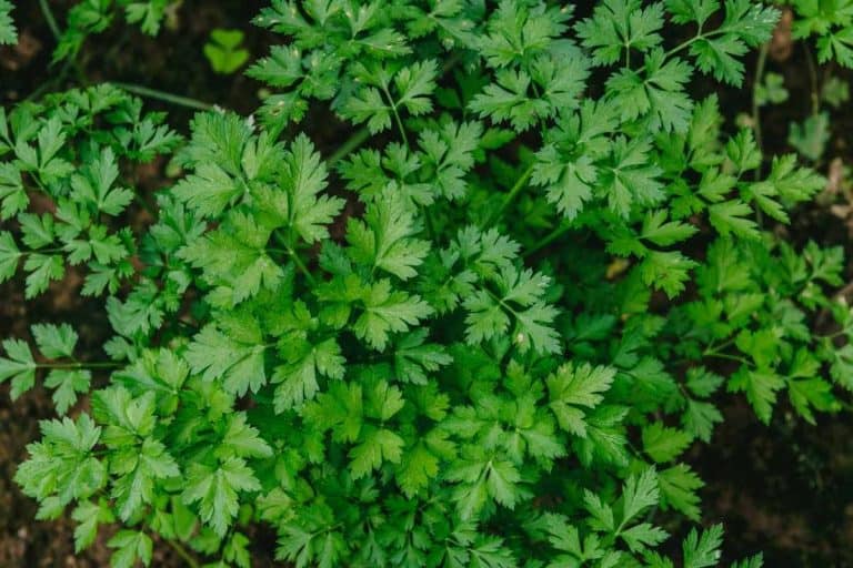 How to Grow Parsley - Growfully