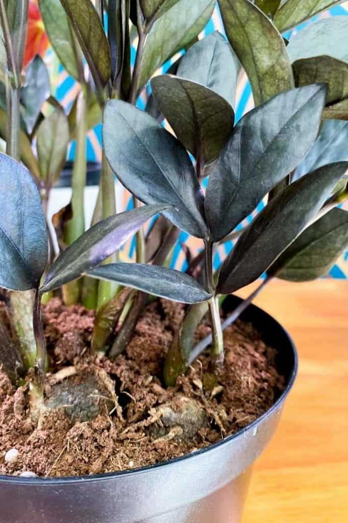 Raven ZZ Plant Care Guide - Growfully