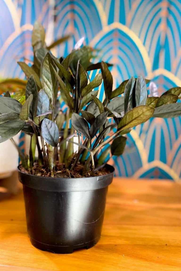 Raven ZZ Plant Care Guide - Growfully