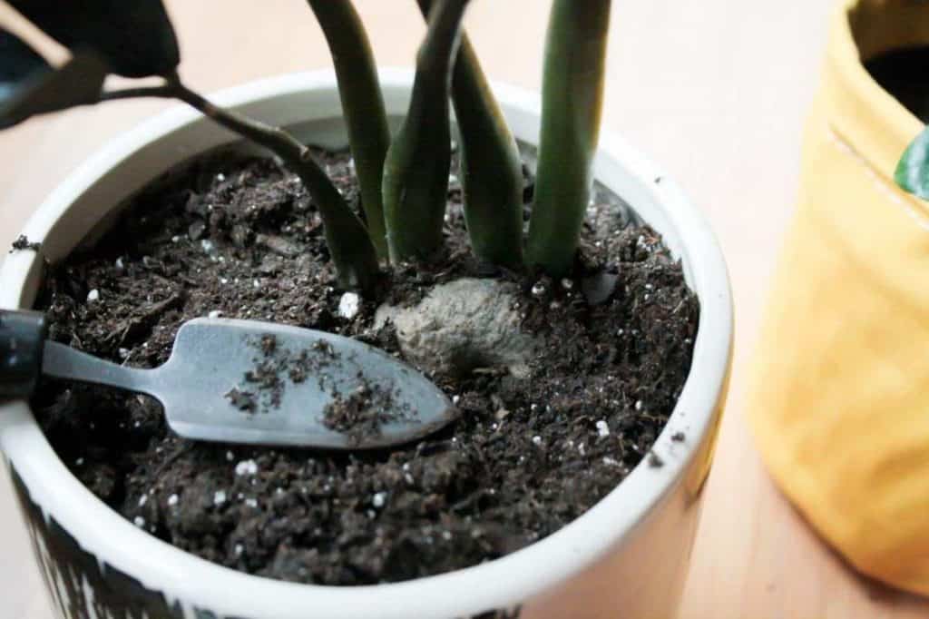 Raven ZZ Plant Care Guide - Growfully