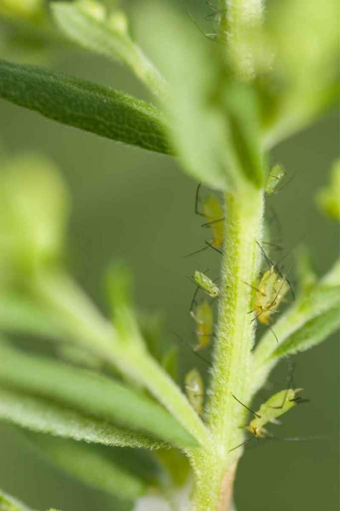 How to Get Rid of Aphids on Tomato Plants - Growfully