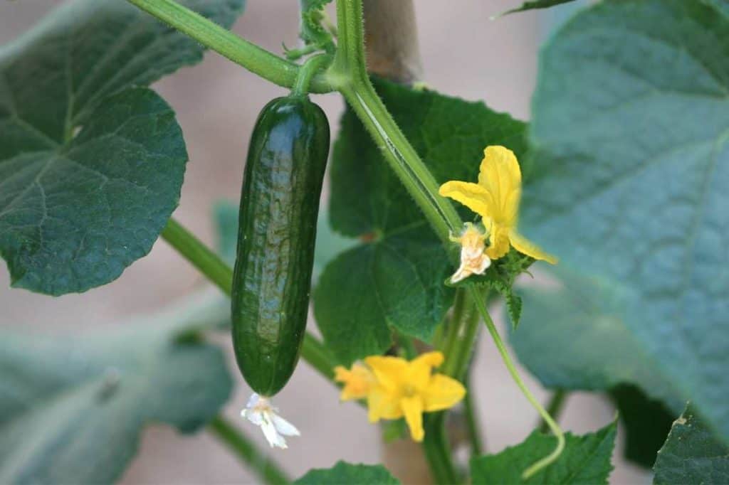 Growing Cucumbers in a Pot - Growfully