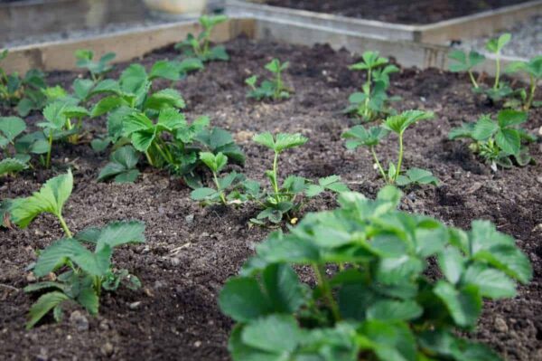 When to Plant Strawberries (from a Master Gardener) - Growfully
