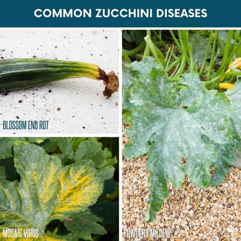 Growing Zucchini (and Summer Squash) - Growfully