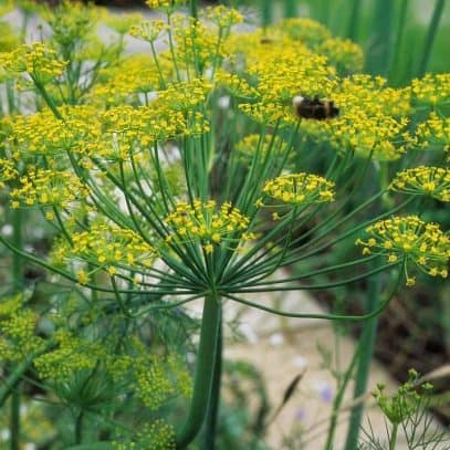 Growing Dill: A Complete Guide - Growfully